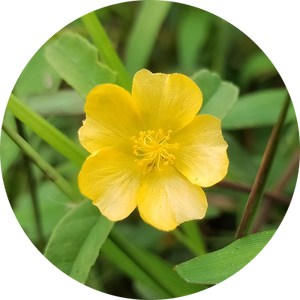 AQ Youth Renewing Radiance Cleansing Foam