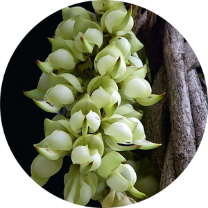 AQ Absolute Treatment Tightening Eye Cream